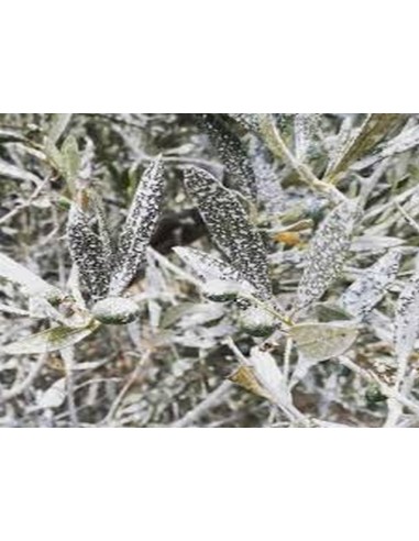 ΚΑΟΛΙΝΗ SURROUND 12.5kg - Βιολογική Φυτοπροστασία - AGROKIPOS E-SHOP