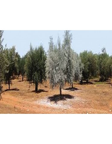 ΚΑΟΛΙΝΗ SURROUND 12.5kg - Βιολογική Φυτοπροστασία - AGROKIPOS E-SHOP